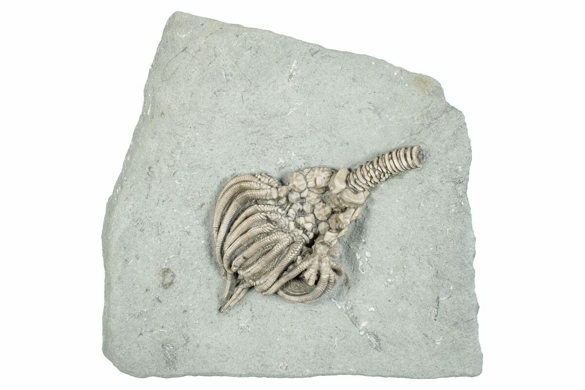 3.6" Fossil Crinoid (Actinocrinites) - Crawfordsville, Indiana (#273740 ...