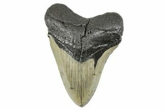 3 Inch Megalodon Teeth For Sale - FossilEra.com