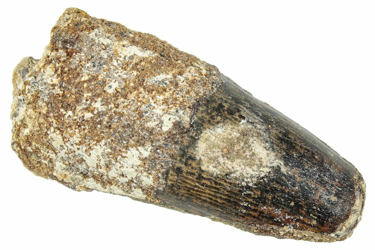 2.41" Fossil Spinosaurus Tooth - Real Dinosaur Tooth (#274114) For Sale ...