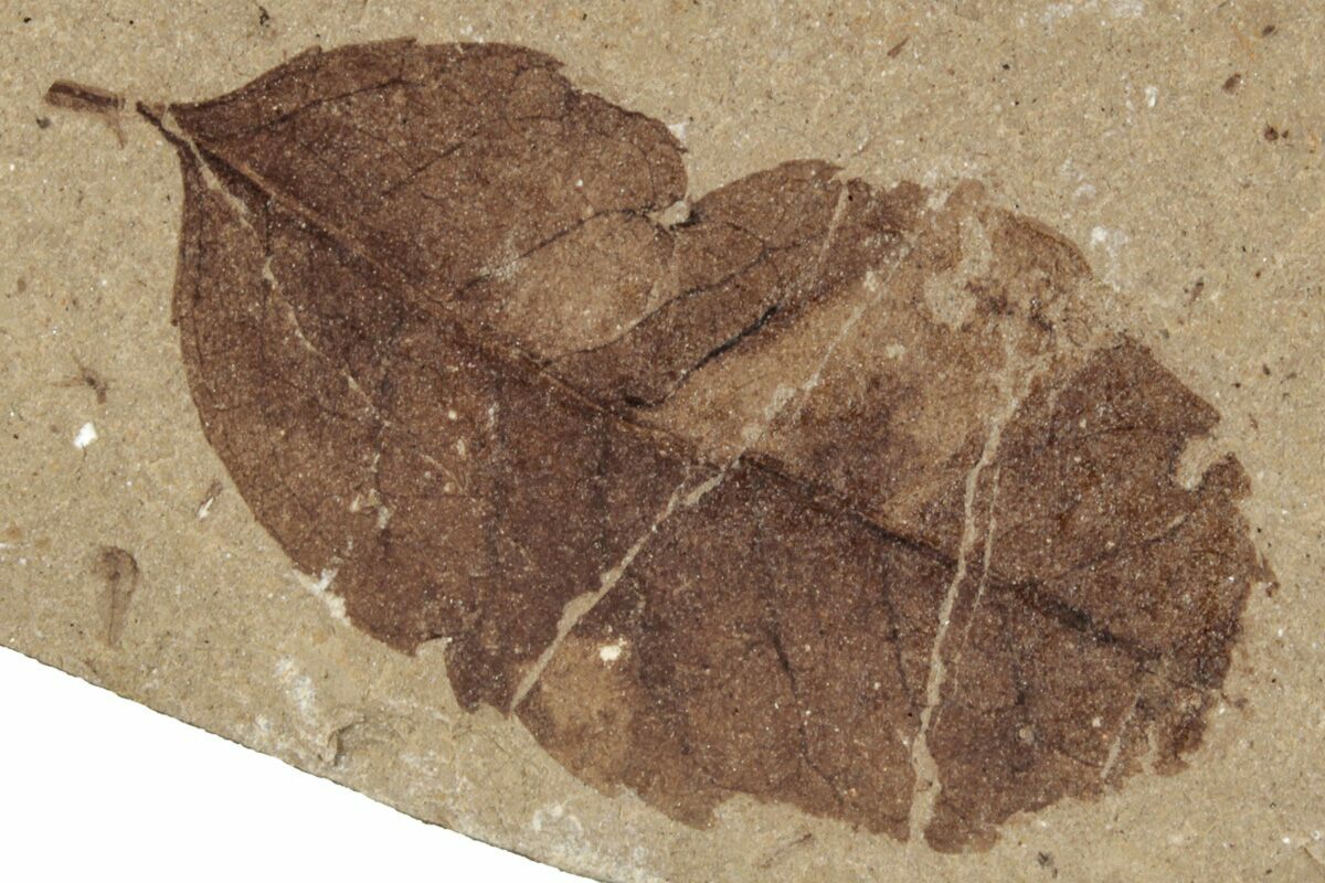 1.75" Fossil Plant (Fagus) Leaf - McAbee, BC (#274234) For Sale ...
