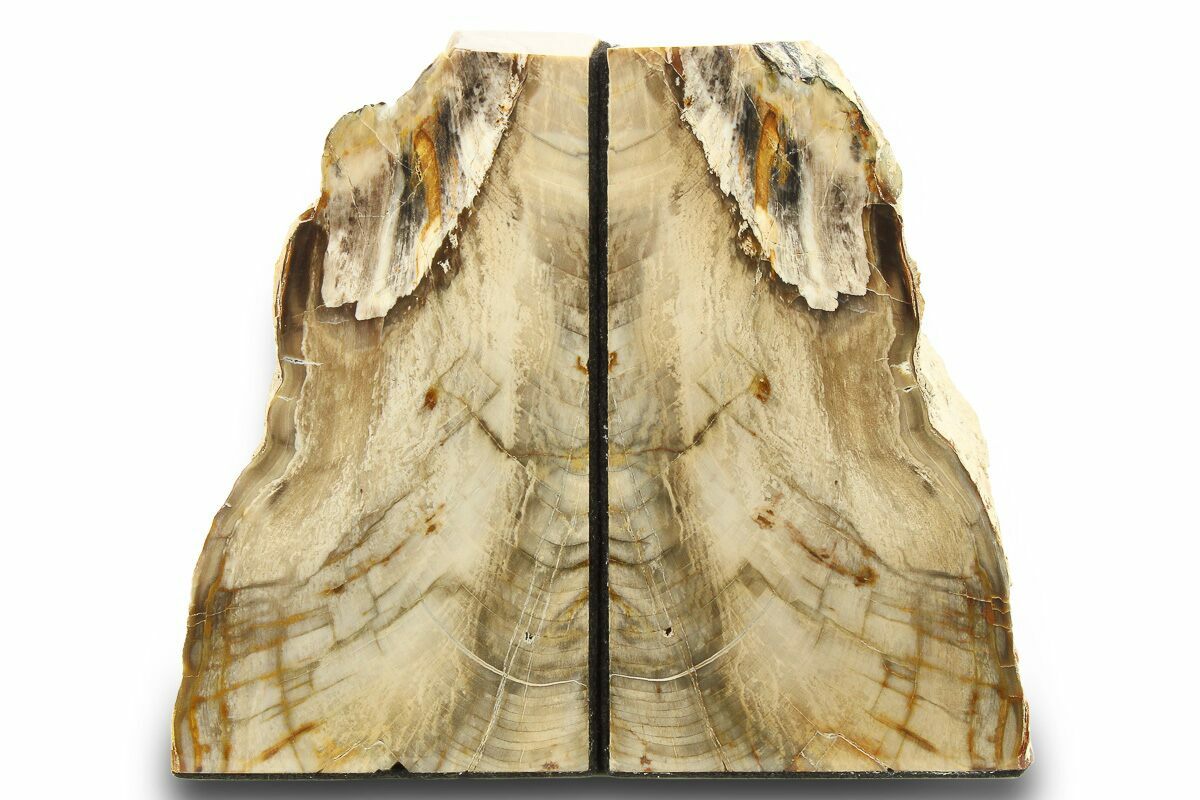 6.15" Tall, Colorful Petrified Wood Bookends - Washington (#274856) For ...