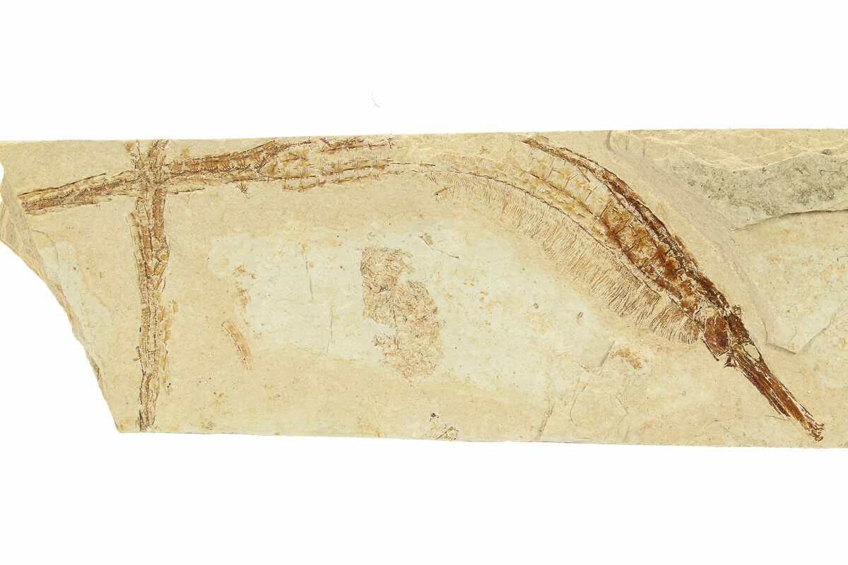 5.55" Fossil Pipefish (Hipposyngnathus) - California (#274980) For Sale ...