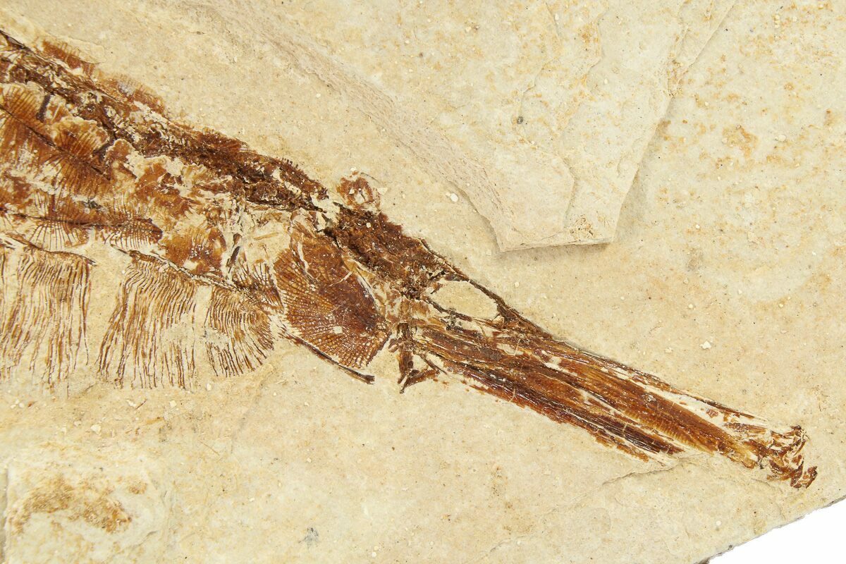 5.55" Fossil Pipefish (Hipposyngnathus) - California (#274980) For Sale ...