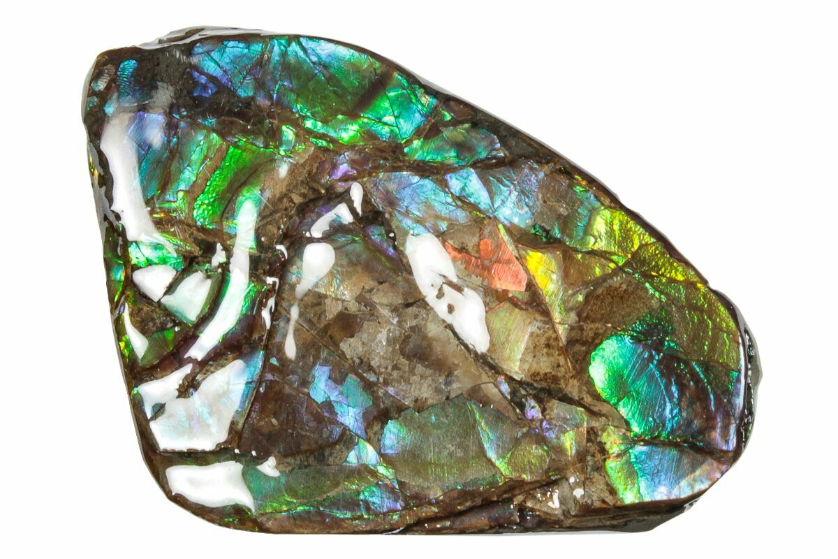 1.55" Iridescent Ammolite (Fossil Ammonite Shell) - Alberta (#275032 ...