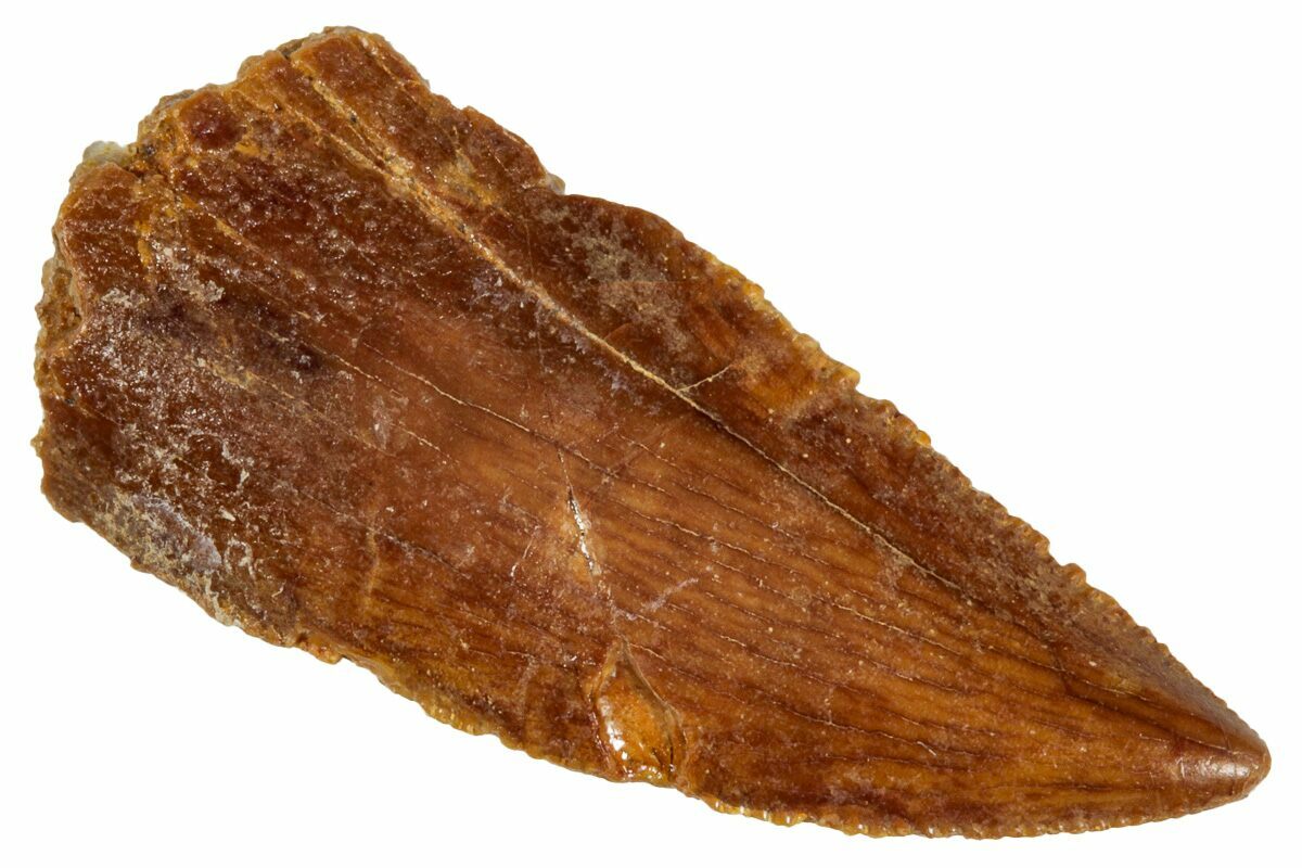 Serrated, .91" Raptor Tooth - Real Dinosaur Tooth (#275051) For Sale ...