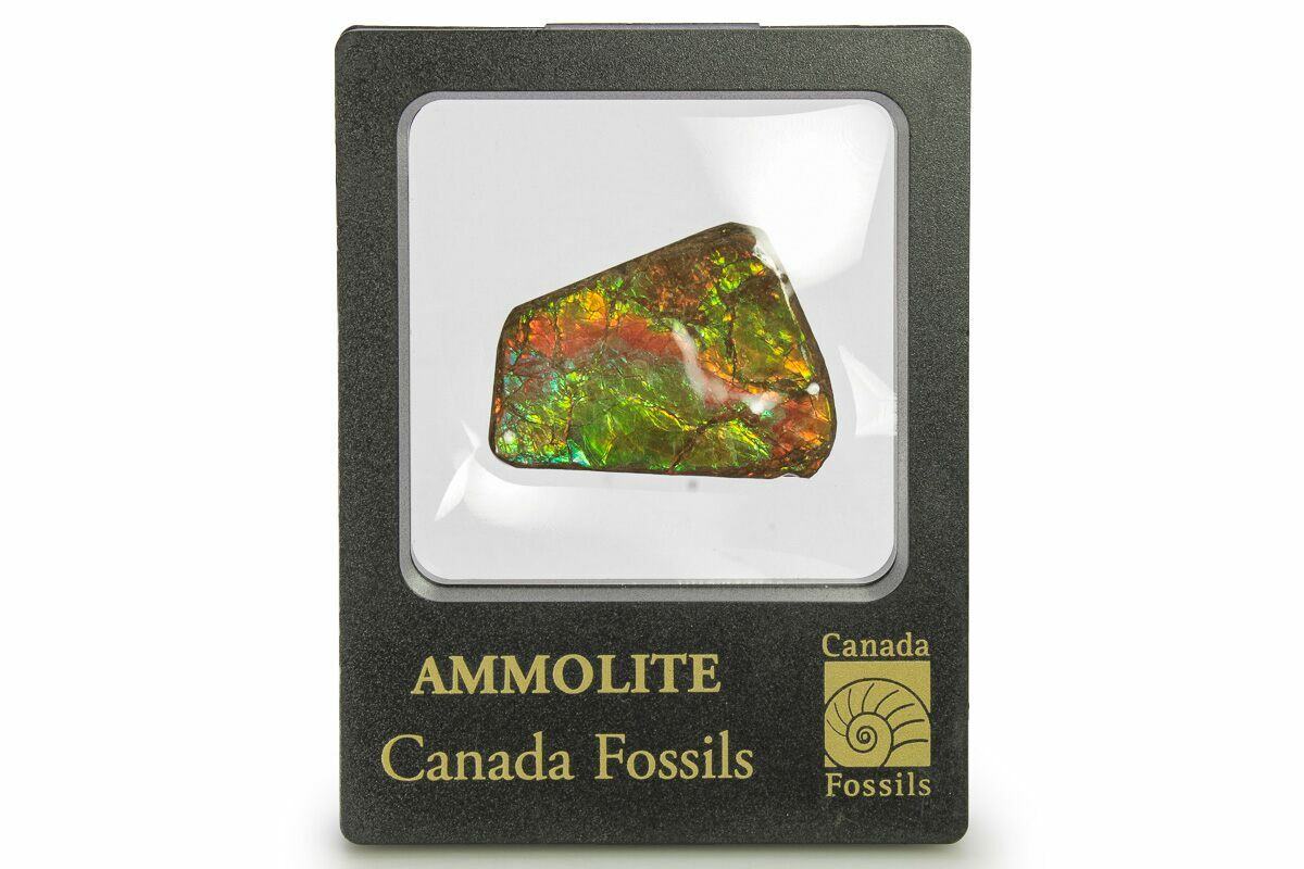 1.5" Iridescent Ammolite (Fossil Ammonite Shell) - Rainbow Colored ...