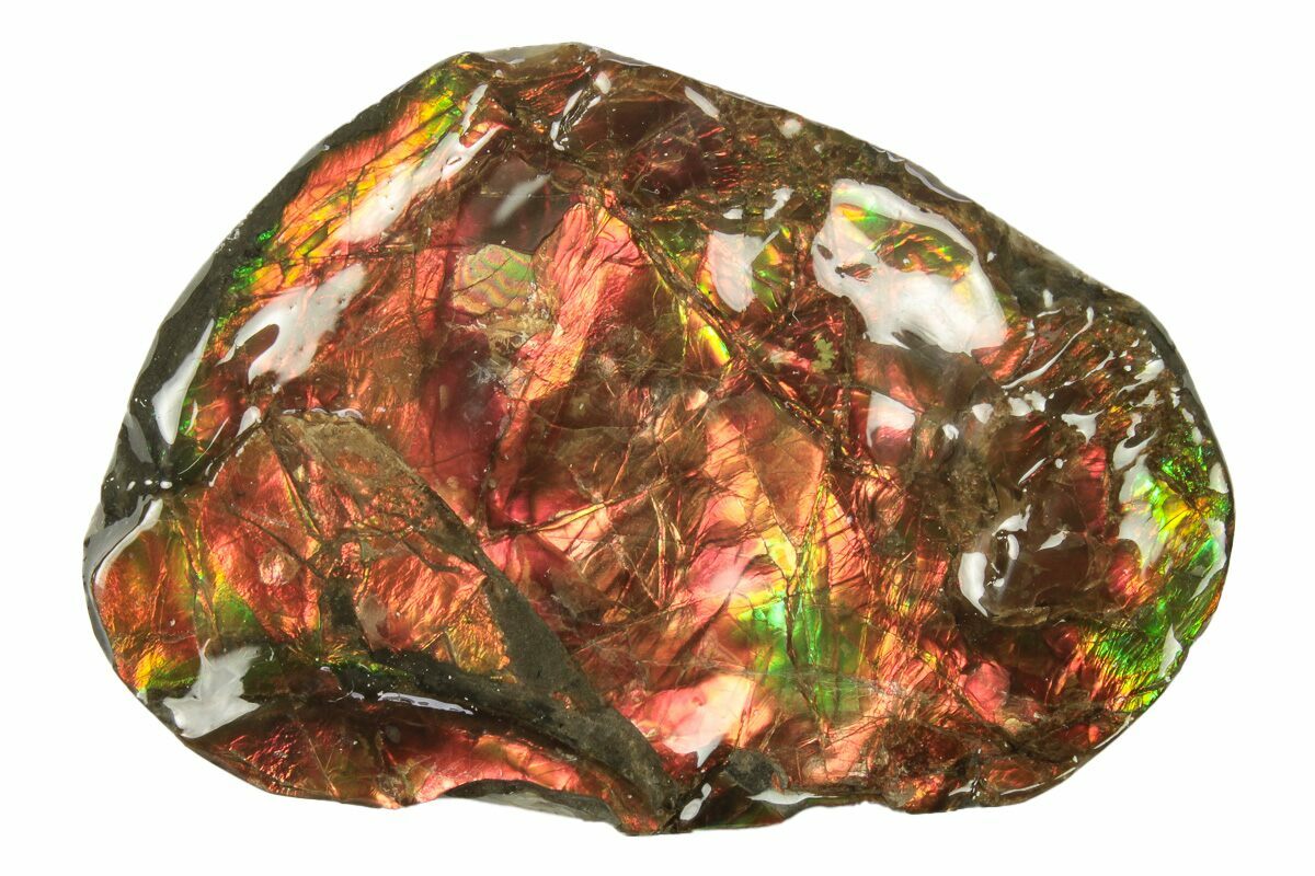 1.5" Iridescent Ammolite (Fossil Ammonite Shell) - Fiery Red (#275095 ...