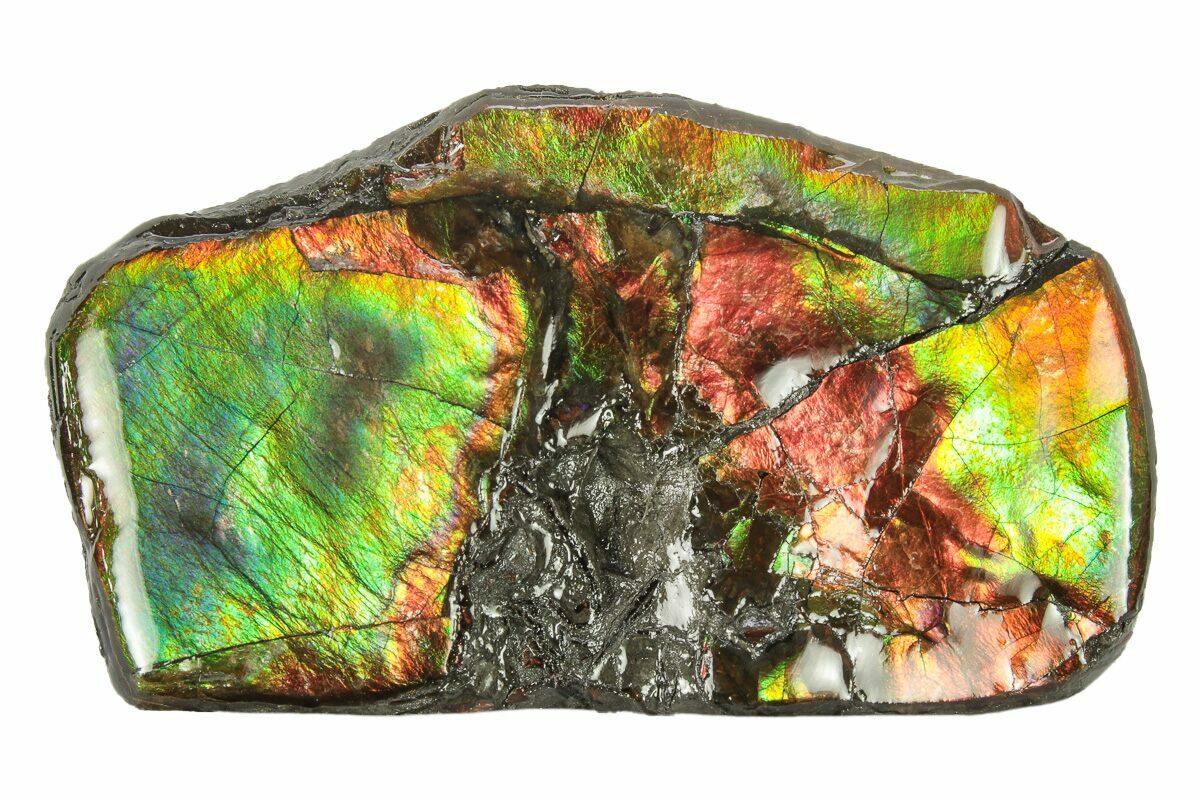 1.9" Iridescent Ammolite (Fossil Ammonite Shell) - Rainbow Colored ...