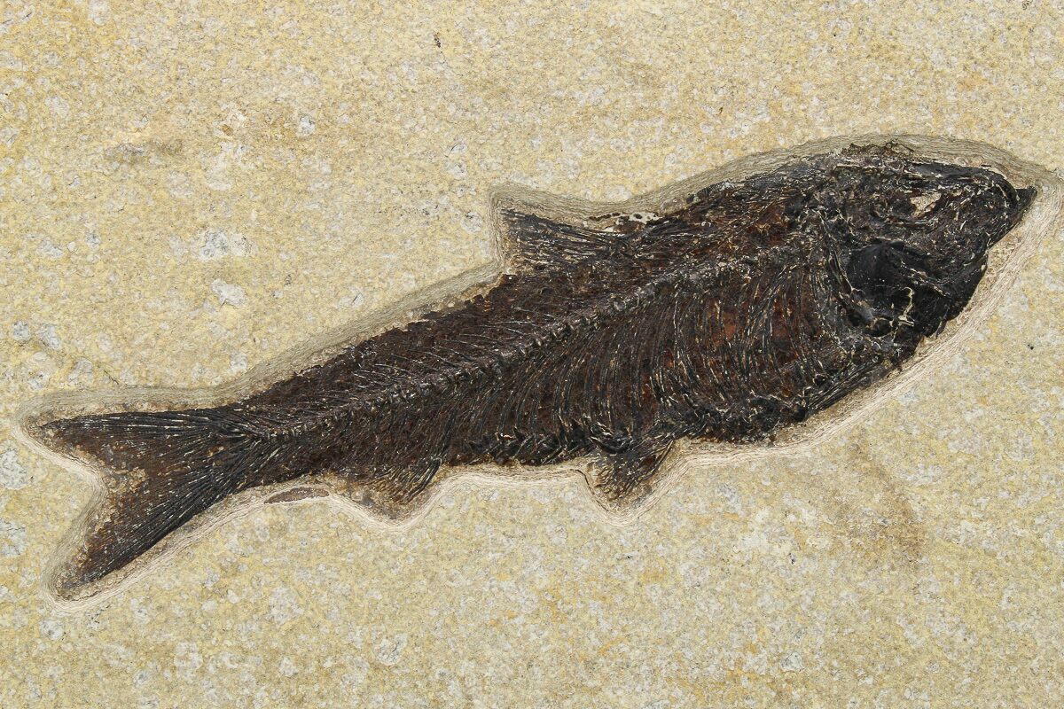 7.5" Detailed Fossil Fish (Knightia) - Huge For Species! (#275178) For ...