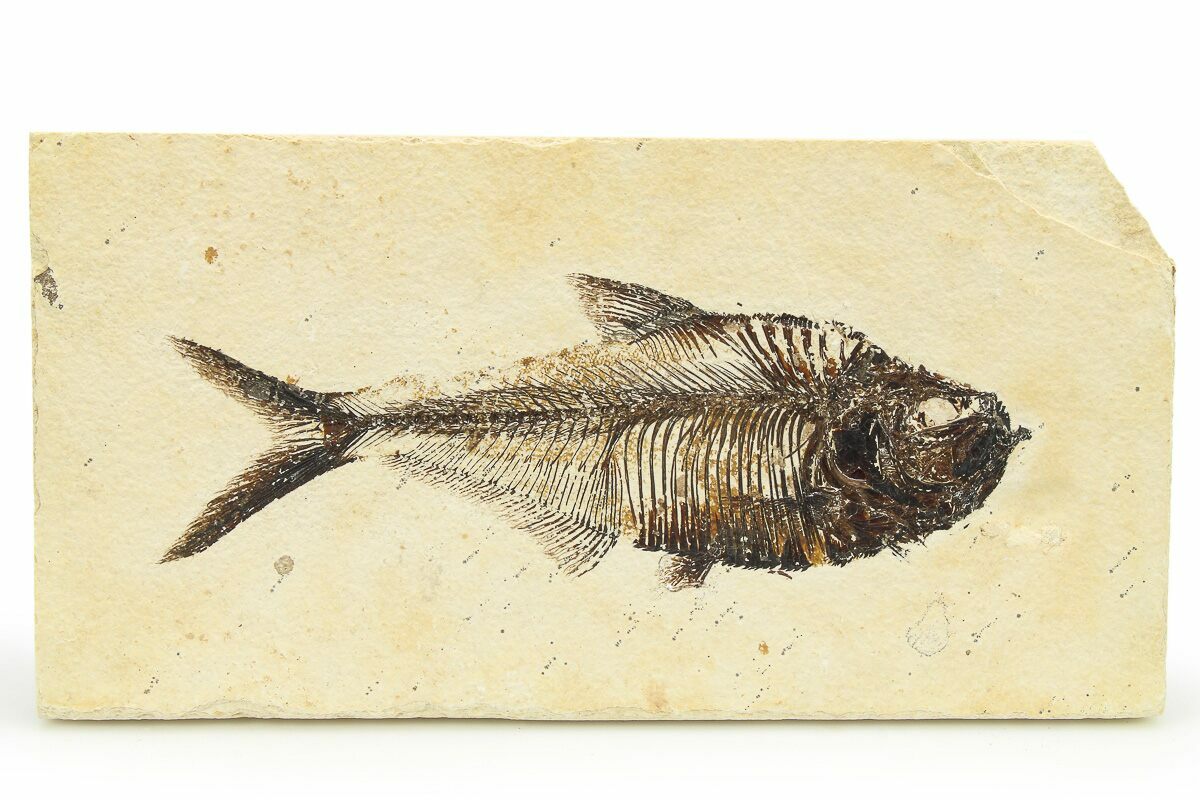 7" Beautiful Fossil Fish (Diplomystus) - Wyoming (#275172) For Sale ...