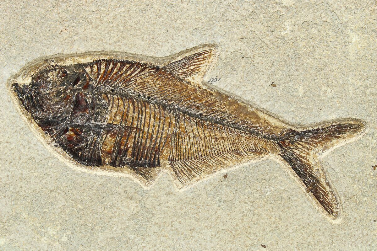 6.2" Beautiful Fossil Fish (Diplomystus) - Wyoming (#275203) For Sale ...