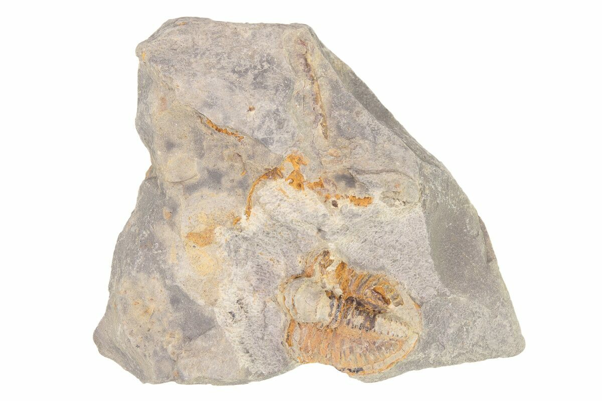 Bargain Trilobite (Ditomopyge) Fossil - Oklahoma (#275328) For Sale ...