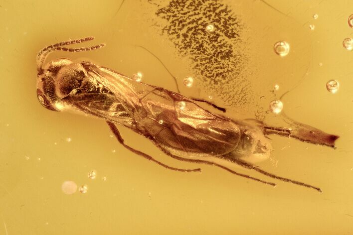 Detailed Fossil Parasitic Wasp (Apocrita) in Baltic Amber (#275458) For ...