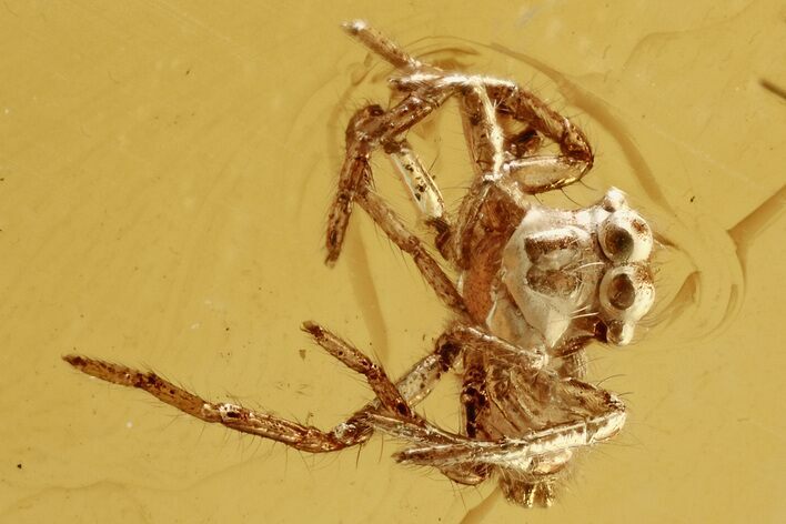 Fossil Jumping Spider (Salticidae) In Baltic Amber - Rare (#275503) For ...