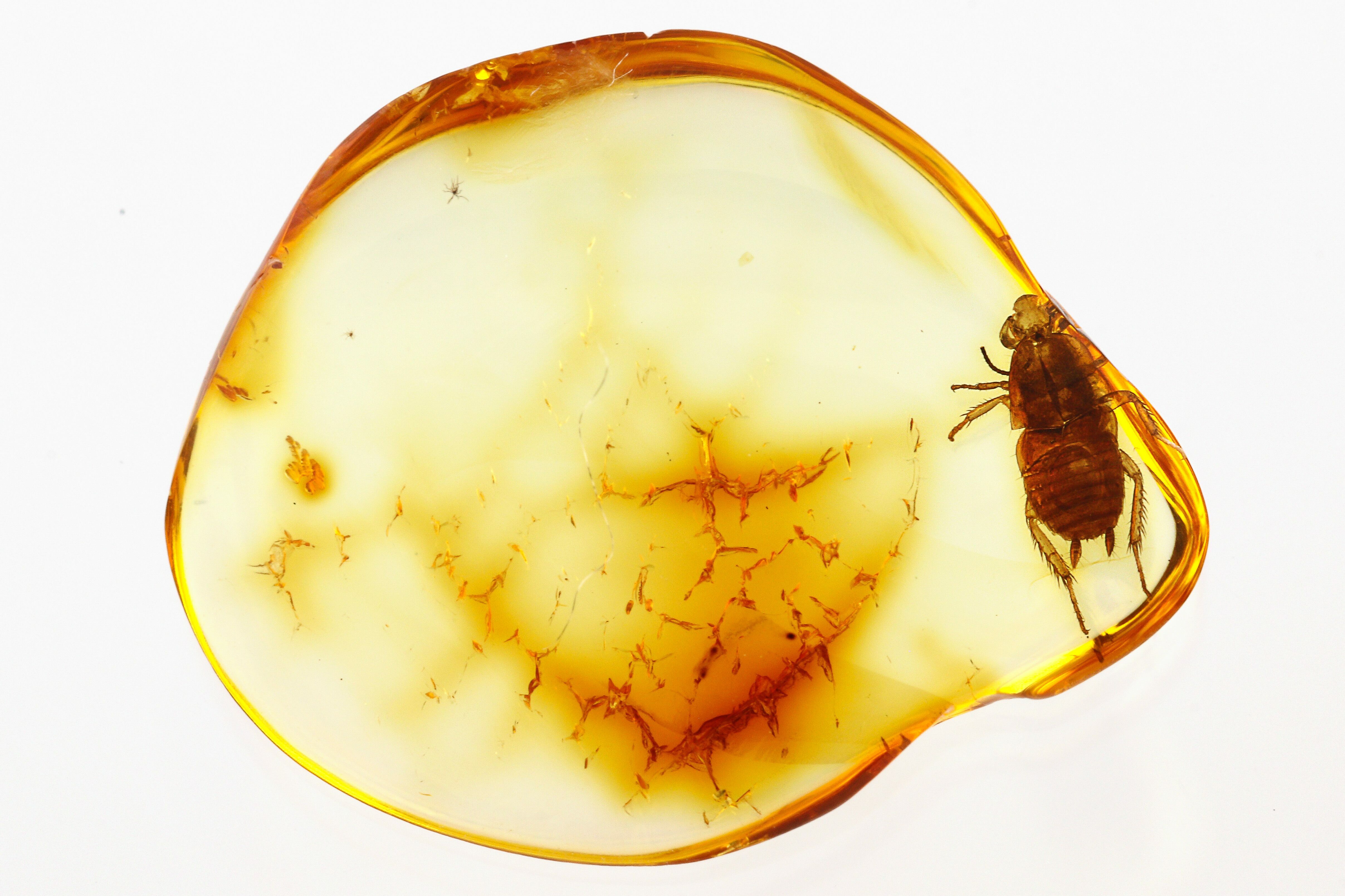 Detailed Fossil Cockroach (Blattodea) In Baltic Amber - Rare! (#275454 ...
