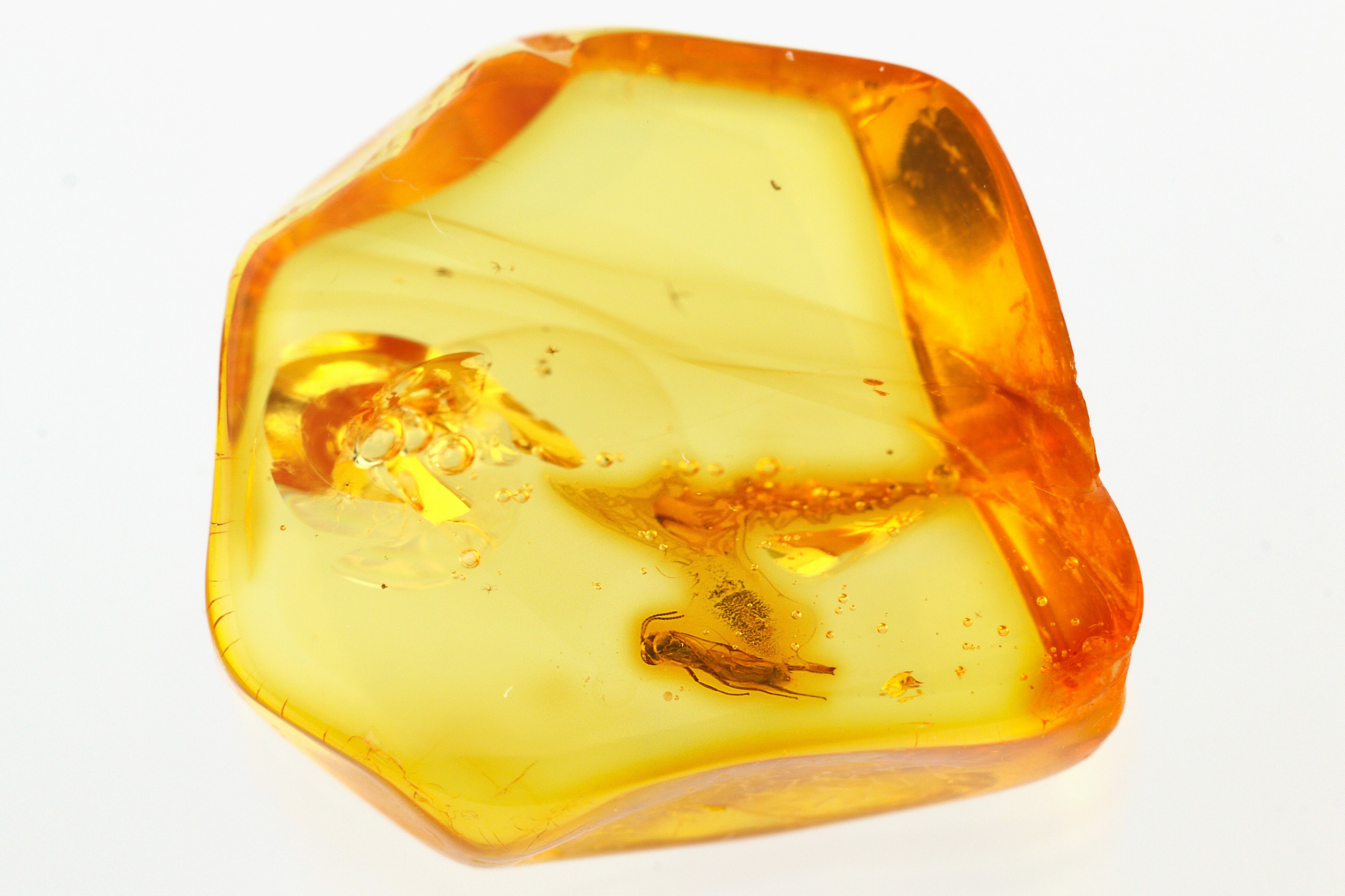 Detailed Fossil Parasitic Wasp (Apocrita) in Baltic Amber (#275458) For ...