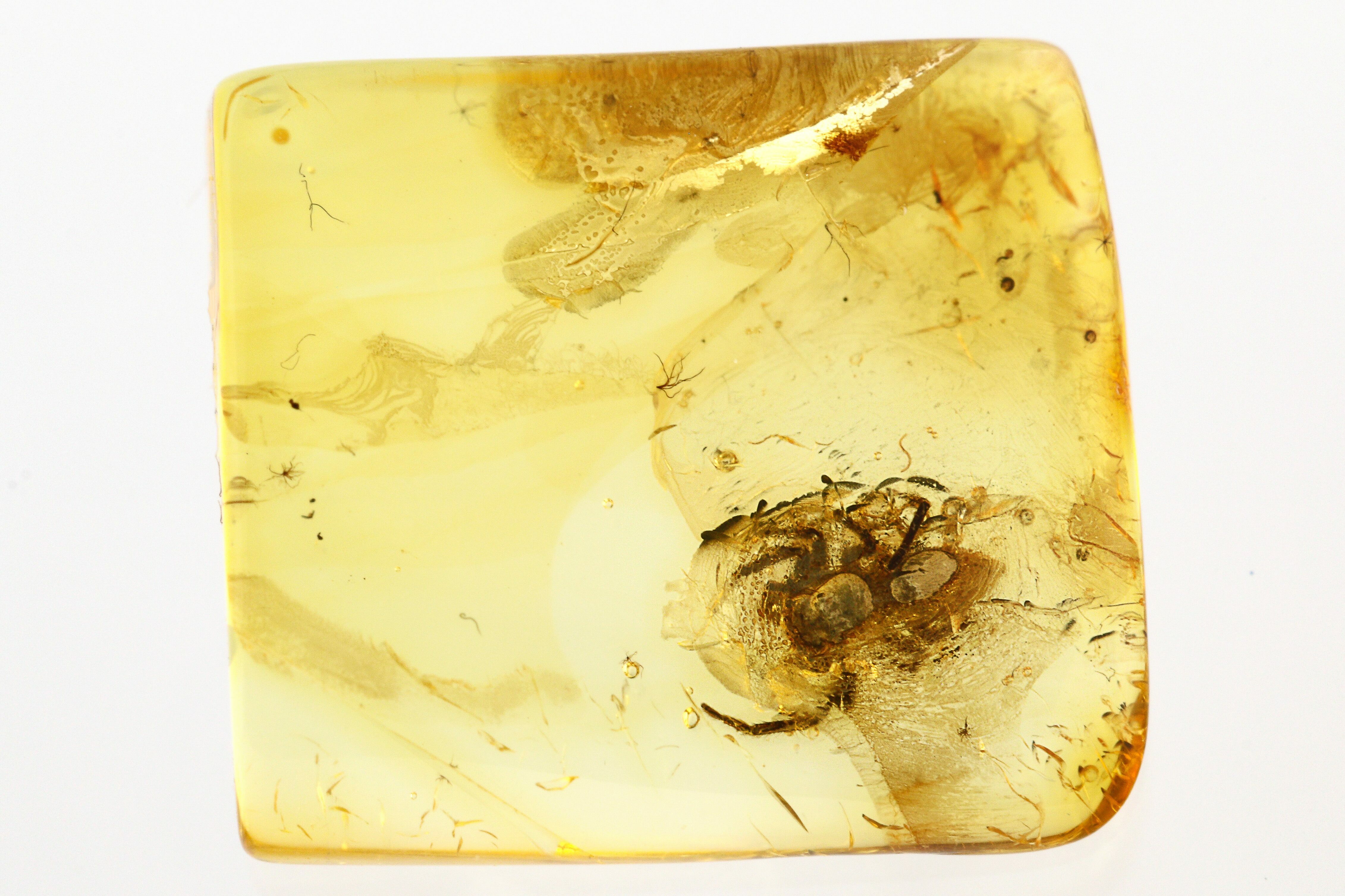 Detailed Fossil Jumping Spider (Salticidae) In Baltic Amber - Rare ...