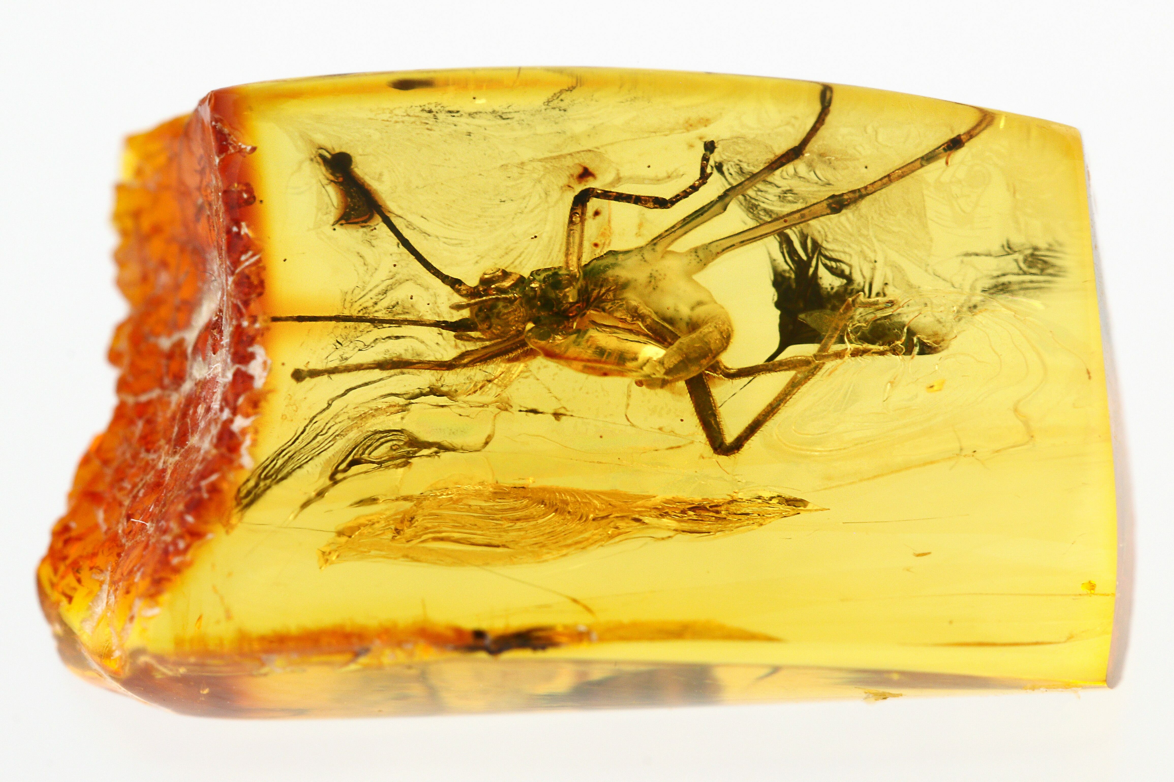 Fossil Walking Stick (Phasmatodea) In Baltic Amber - Rare Inclusion ...