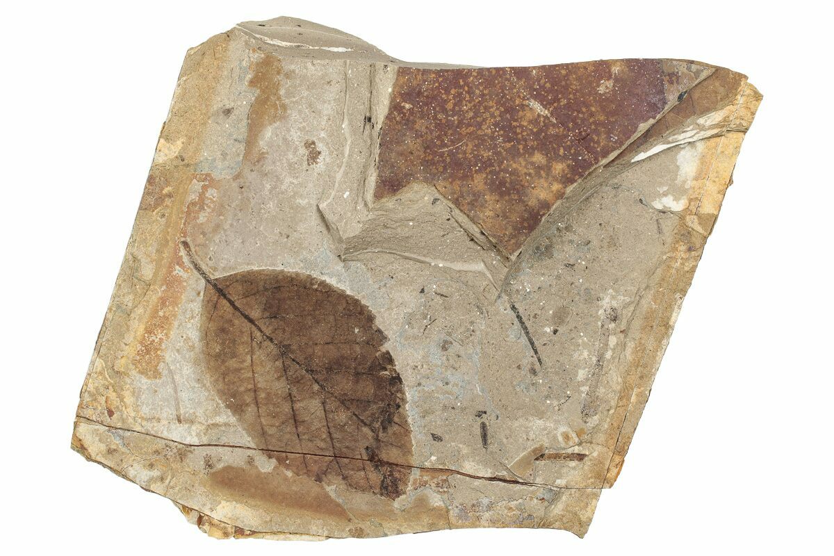 2.35" Fossil Plant (Alnus?) Leaf - McAbee, BC (#276332) For Sale ...