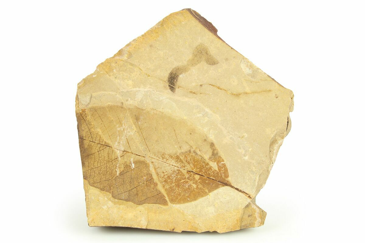 2.65" Fossil Plant (Fagus) Leaf - McAbee, BC (#276342) For Sale ...