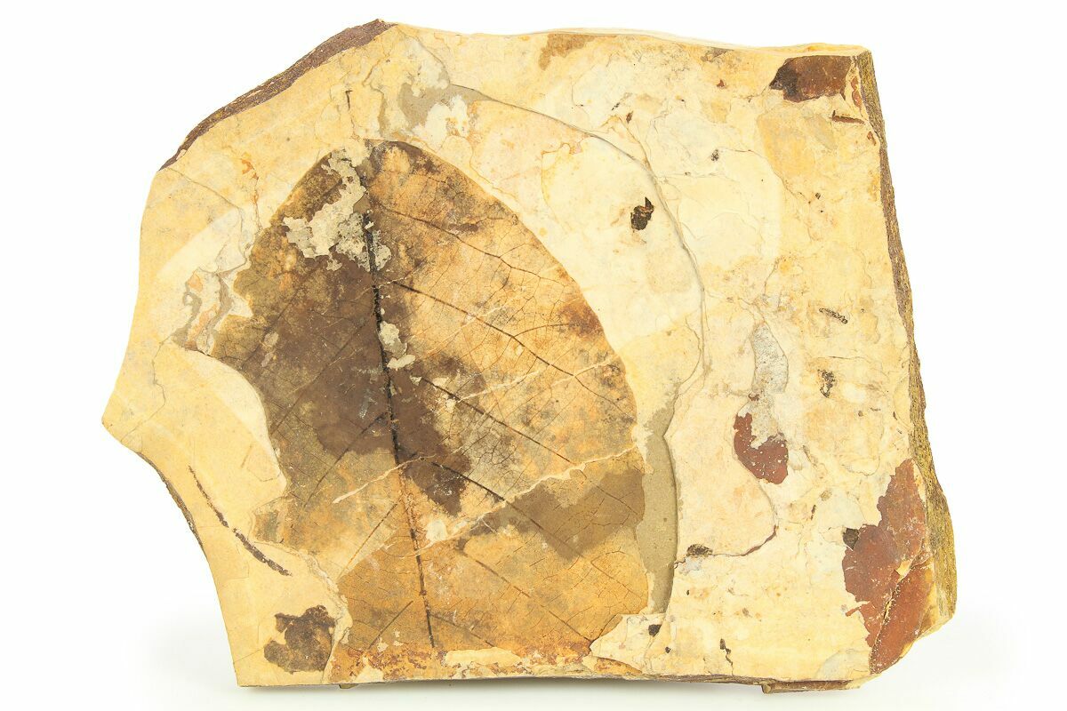 3.6" Fossil Plant (Fagus) Leaf - McAbee, BC (#276348) For Sale ...