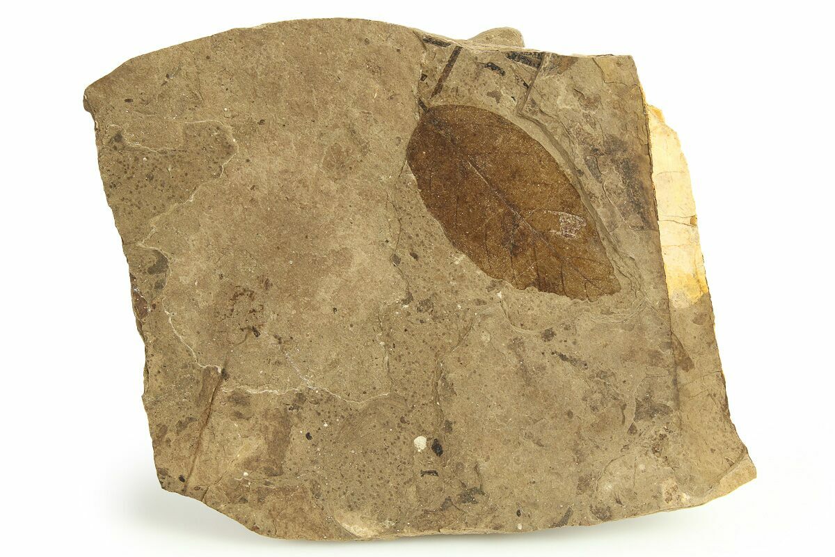 1.35" Fossil Plant Leaf - McAbee, BC (#276384) For Sale - FossilEra.com
