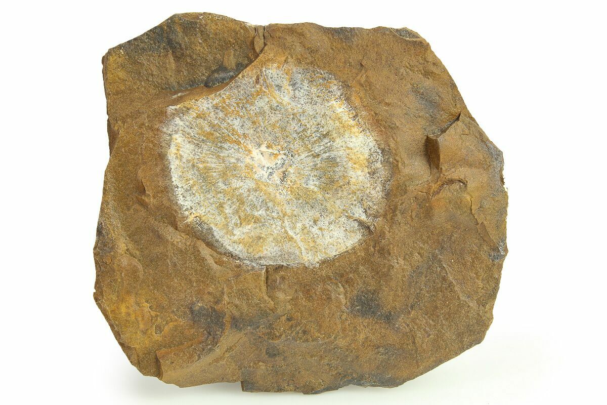 1.35" Fossil Winged Walnut (Cyclocarya) Fruit - North Dakota (#276472 ...
