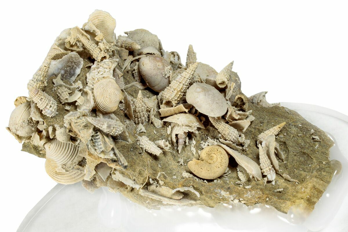3.3" Miniature Fossil Cluster (Gastropods, Bivalves) - France (#276238 ...