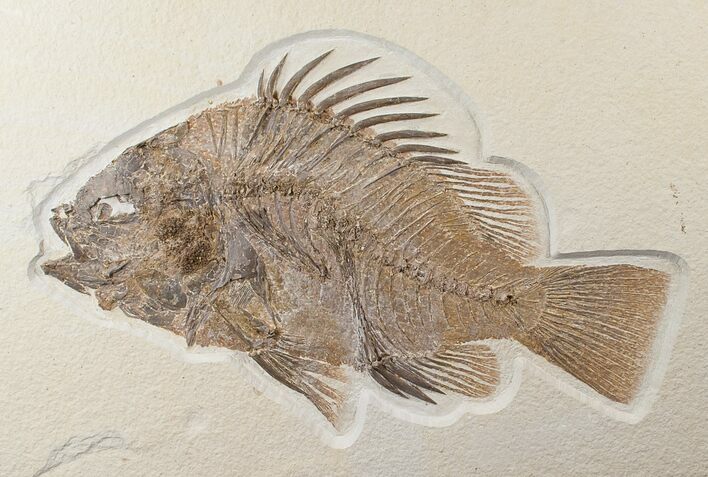 Top Quality 10" Priscacara Serrata (#15578) For Sale - FossilEra.com