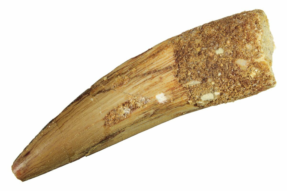 2.09" Fossil Spinosaurus Tooth - Real Dinosaur Tooth (#276971) For Sale ...