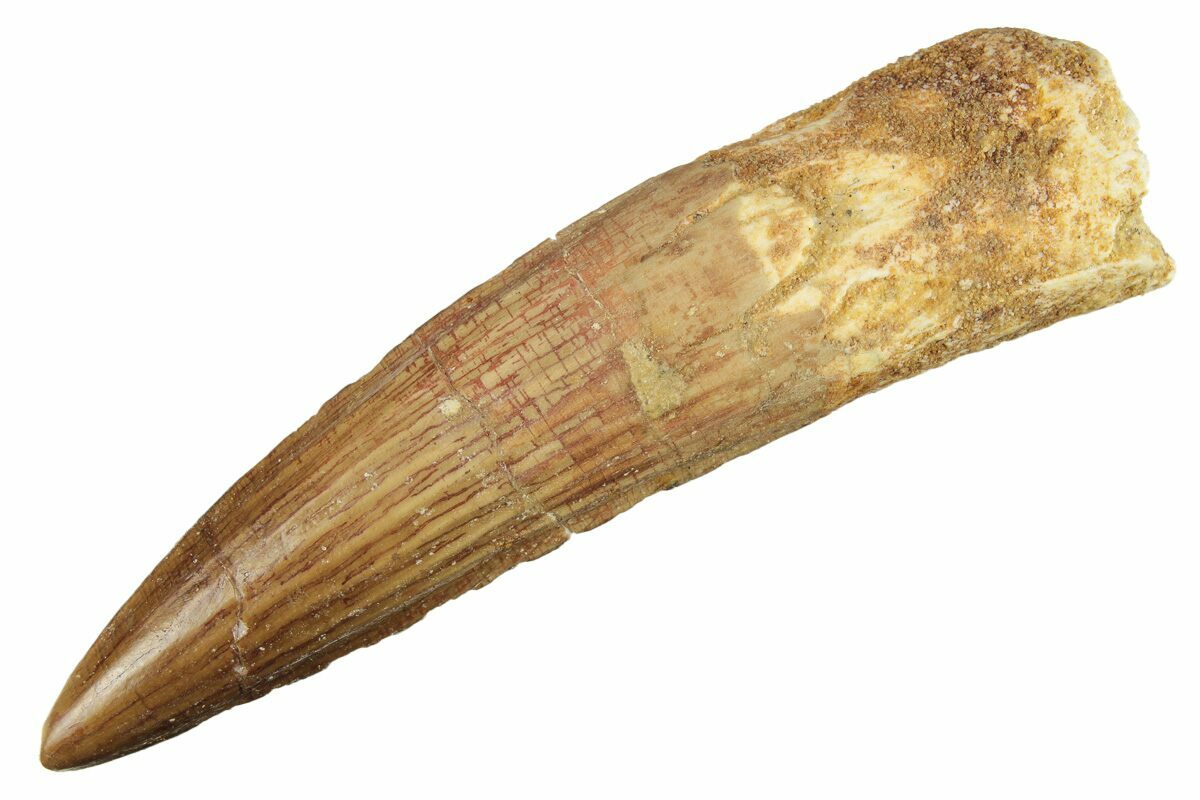 2.62" Fossil Spinosaurus Tooth - Real Dinosaur Tooth (#276979) For Sale ...