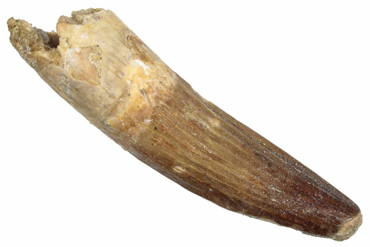 2.60" Fossil Spinosaurus Tooth - Real Dinosaur Tooth (#276889) For Sale ...