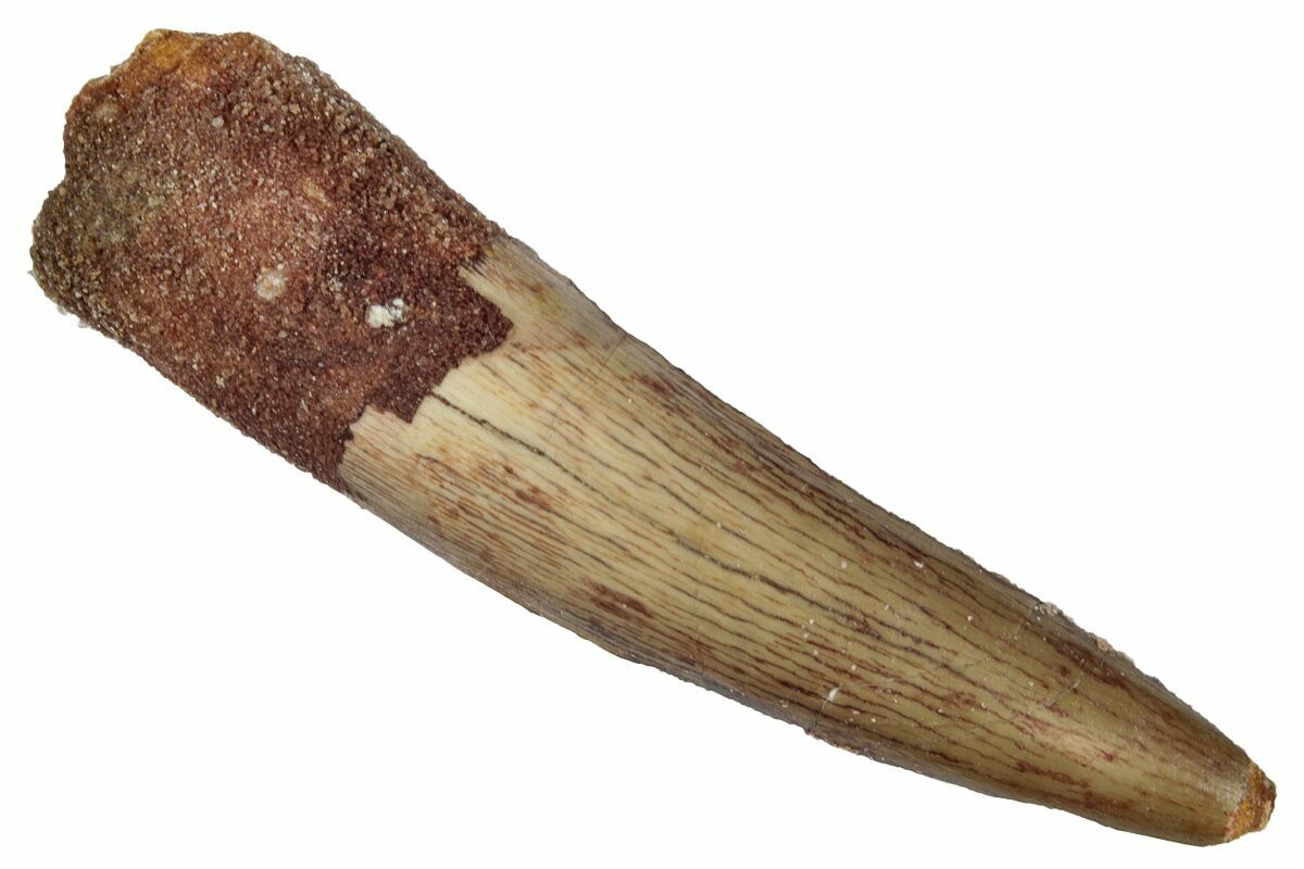 2.56" Fossil Spinosaurus Tooth - Real Dinosaur Tooth (#276923) For Sale ...