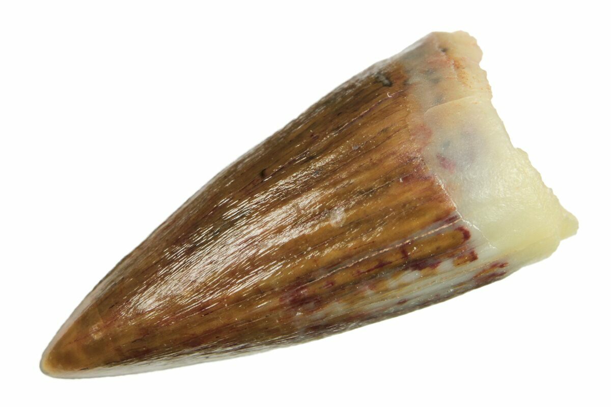 .44" Fossil Amphibian (Apachesaurus) Tooth - Arizona (#277125) For Sale ...