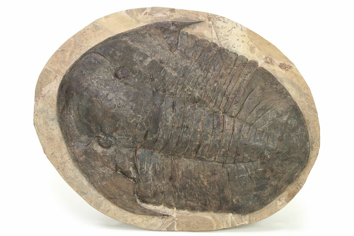 18" Giant Asaphid Trilobite (Basilicus) - Fezouata Formation (#277217 ...