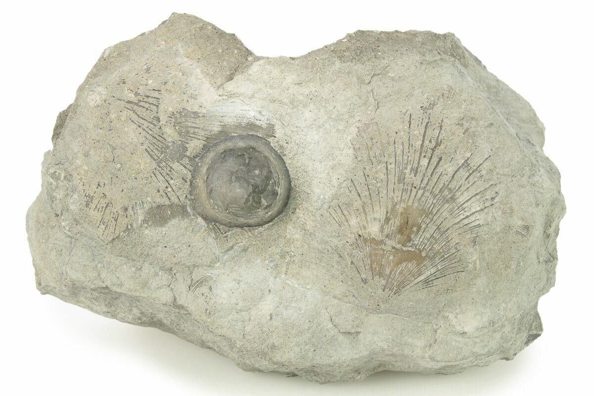.5" Fossil Edrioasteroid (Isorophus) on Brachiopod - Ohio (#277602) For ...