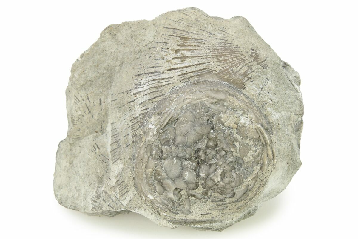 .85" Fossil Edrioasteroid (Isorophus) on Brachiopod - Utah (#277616 ...