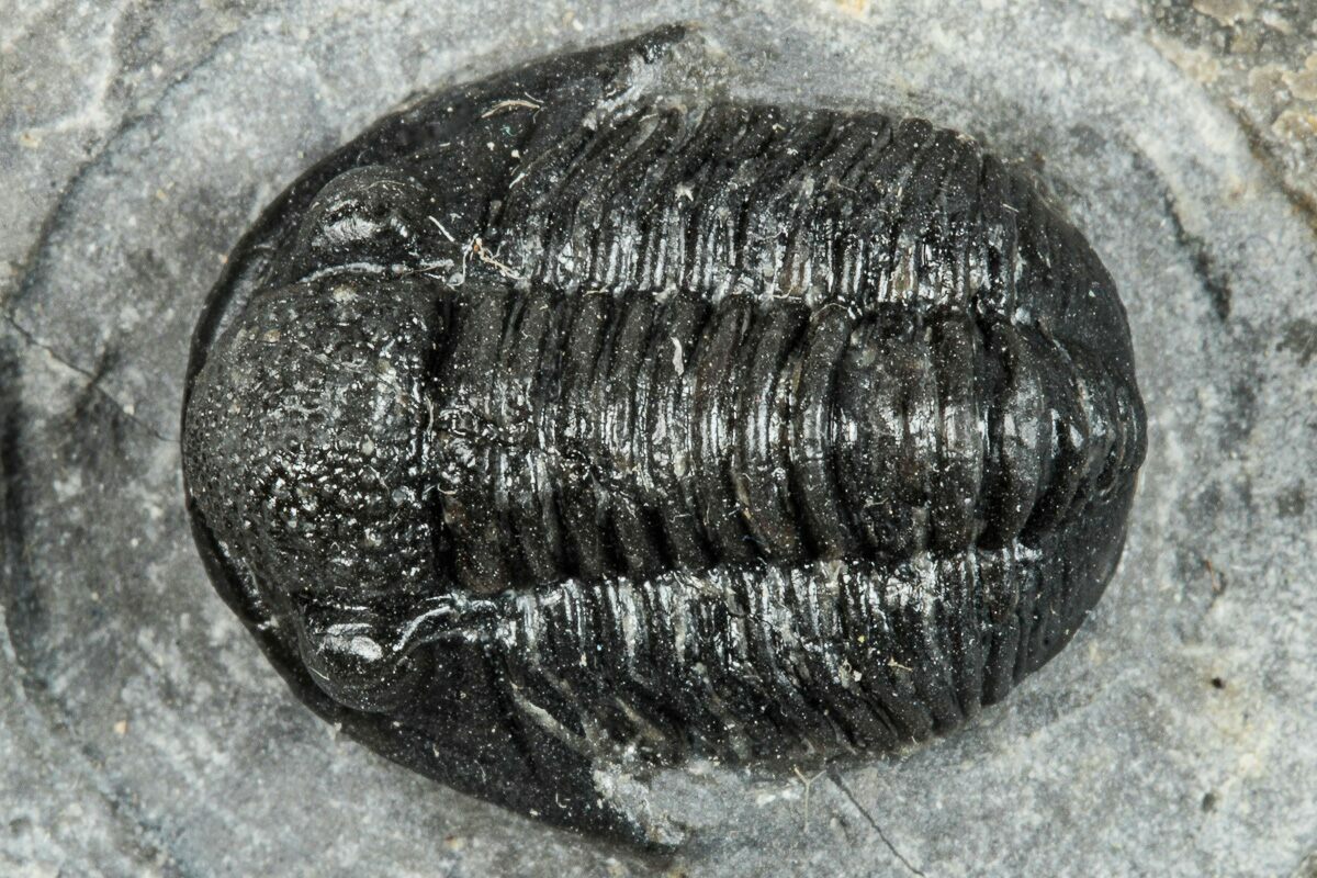 .8" Curled Gerastos Trilobite Fossil - Morocco (#277630) For Sale ...