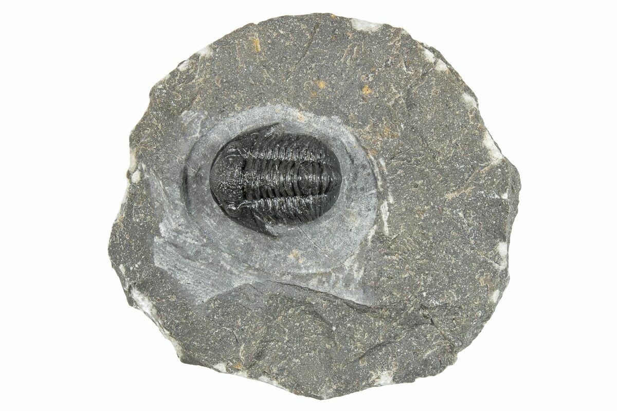 .8" Curled Gerastos Trilobite Fossil - Morocco (#277630) For Sale ...