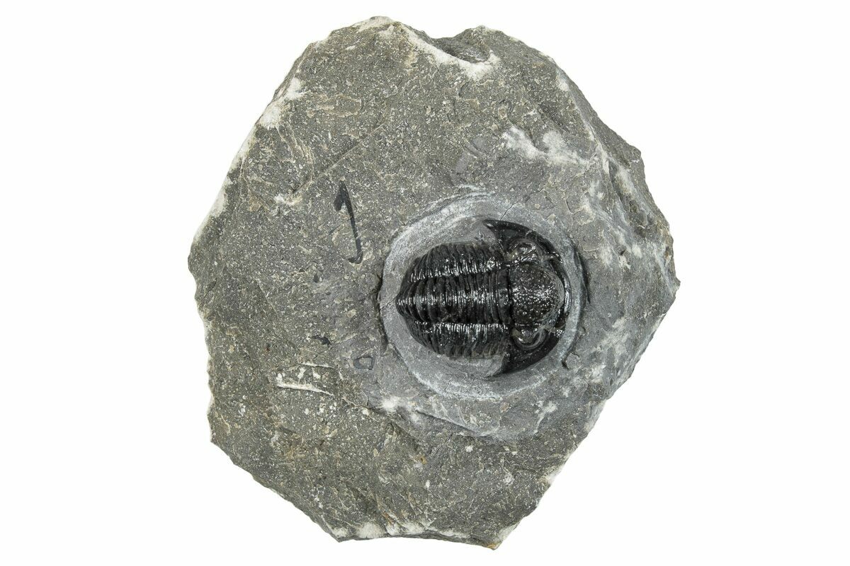 .8" Curled Gerastos Trilobite Fossil - Morocco (#277644) For Sale ...