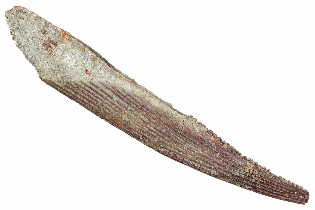 4.6" Fossil Shark (Hybodus) Dorsal Spine - Kem Kem Beds, Morocco ...