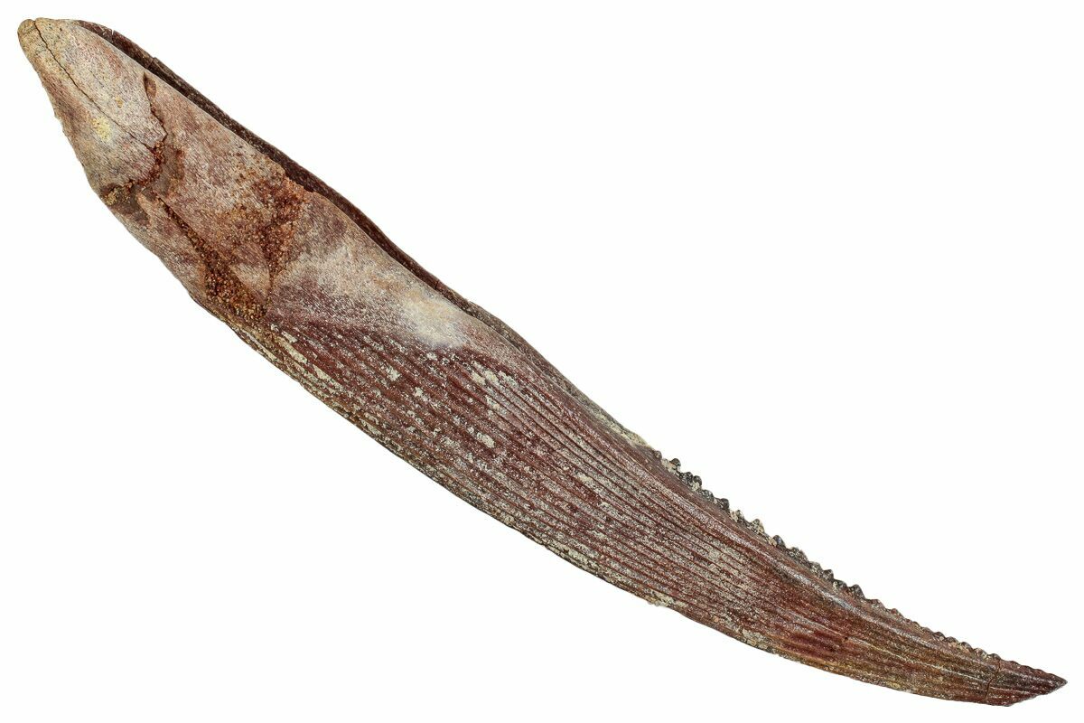 6.1" Fossil Shark (Hybodus) Dorsal Spine - Kem Kem Beds, Morocco ...