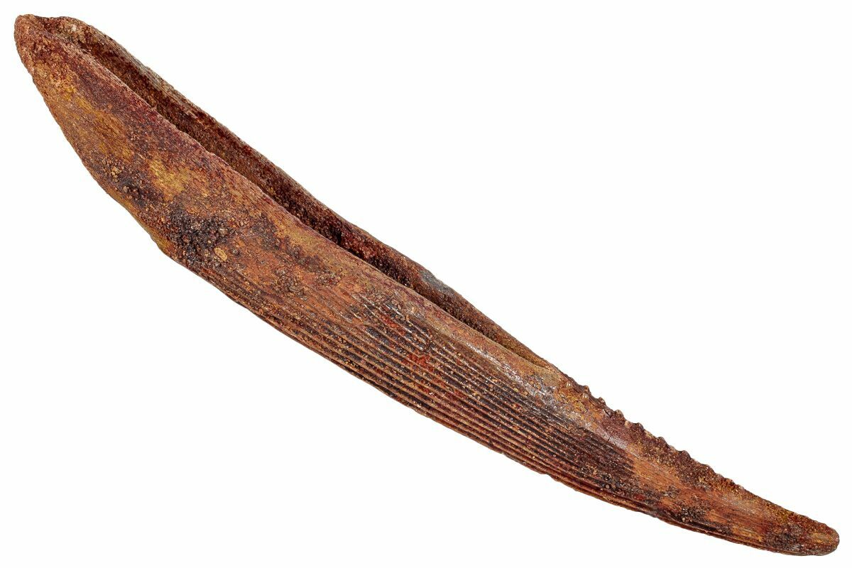 6.3" Fossil Shark (Hybodus) Dorsal Spine - Kem Kem Beds, Morocco ...