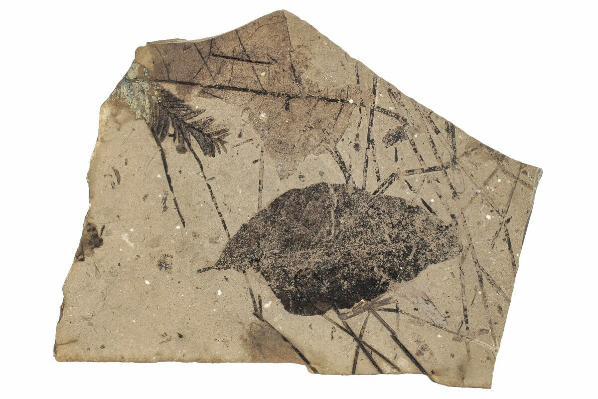 4.75" Fossil Plant Plate - McAbee, BC (#277722) For Sale - FossilEra.com