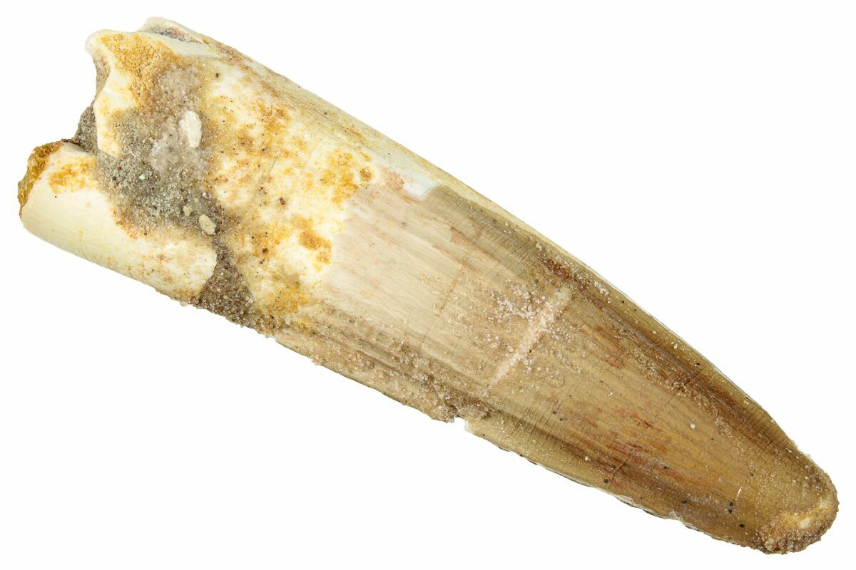 2.28" Fossil Spinosaurus Tooth - Real Dinosaur Tooth (#278069) For Sale ...