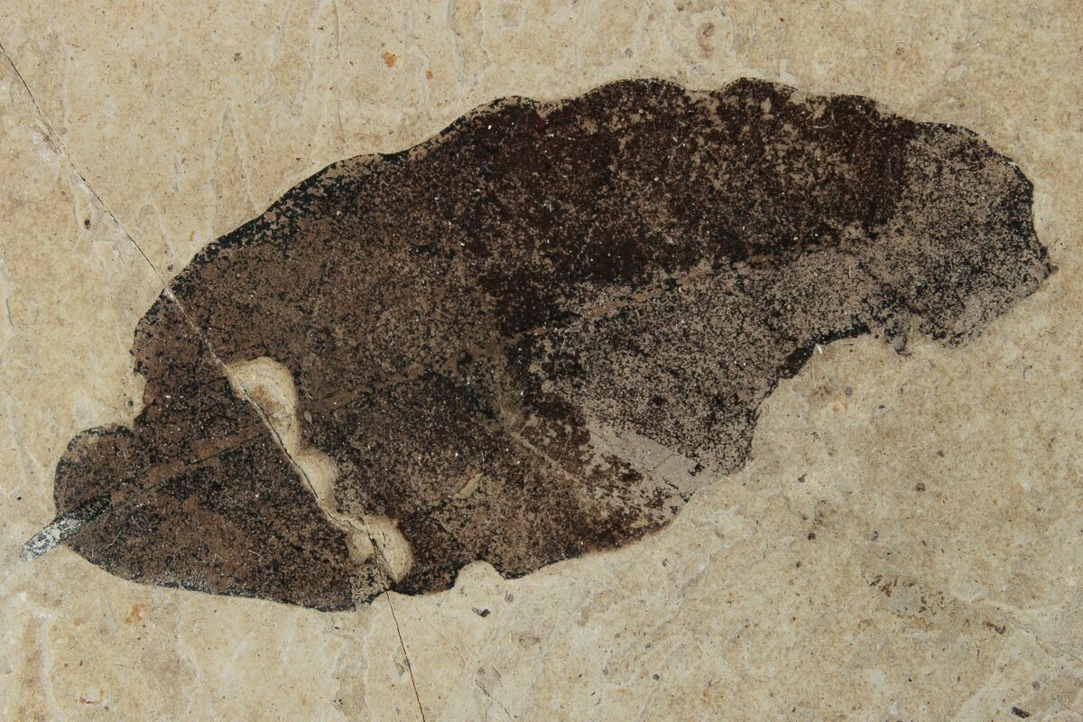 2.15" Fossil Plant (Fagus) Leaf - McAbee, BC (#277735) For Sale ...