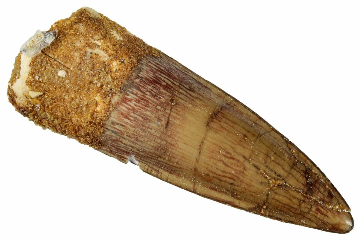 1.57" Fossil Spinosaurus Tooth - Real Dinosaur Tooth (#278111) For Sale ...
