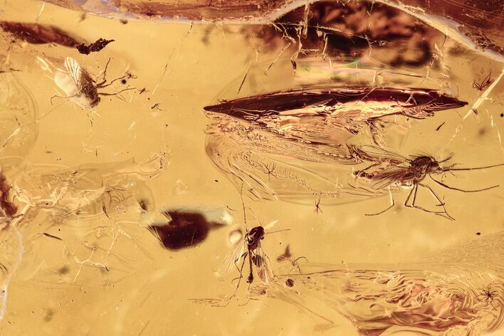 Four Detailed Fossil True Midges (Chironomidae) in Baltic Amber ...