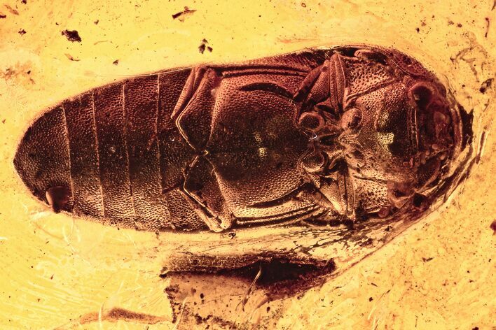 Detailed Fossil False Click Beetle (Throscidae) in Baltic Amber ...