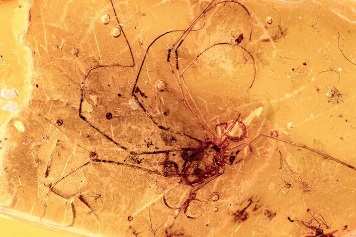 Large, Detailed Fossil Daddy Long-Leg & Wasp in Baltic Amber (#278724 ...